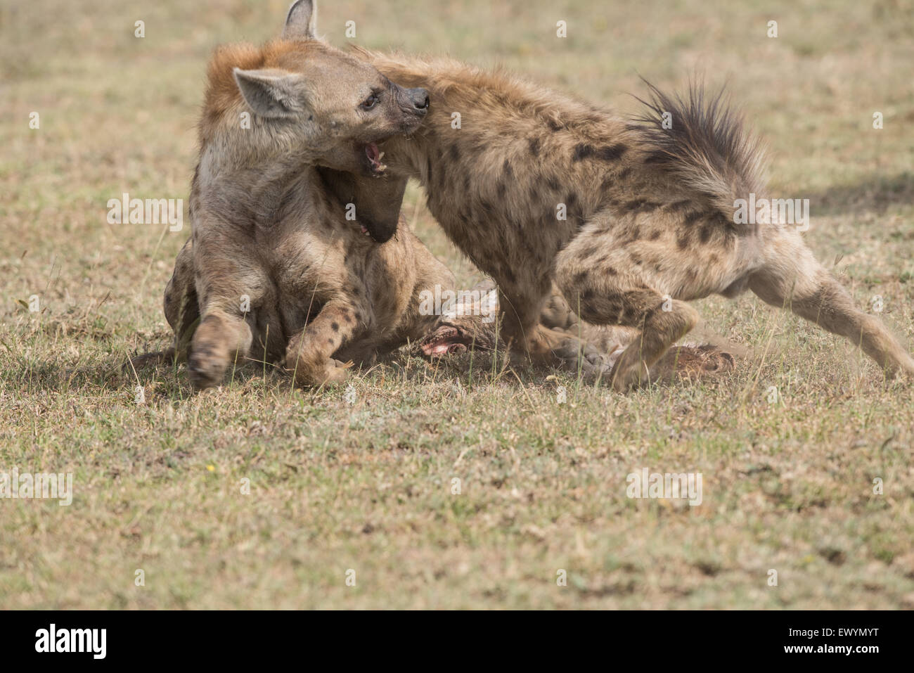 Spotted hyena fighting over kill, Tanzania Stock Photo - Alamy