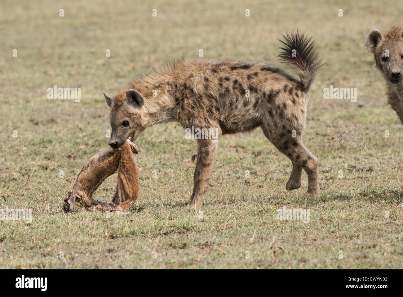 Spotted hyena with kill, Tanzania Stock Photo - Alamy