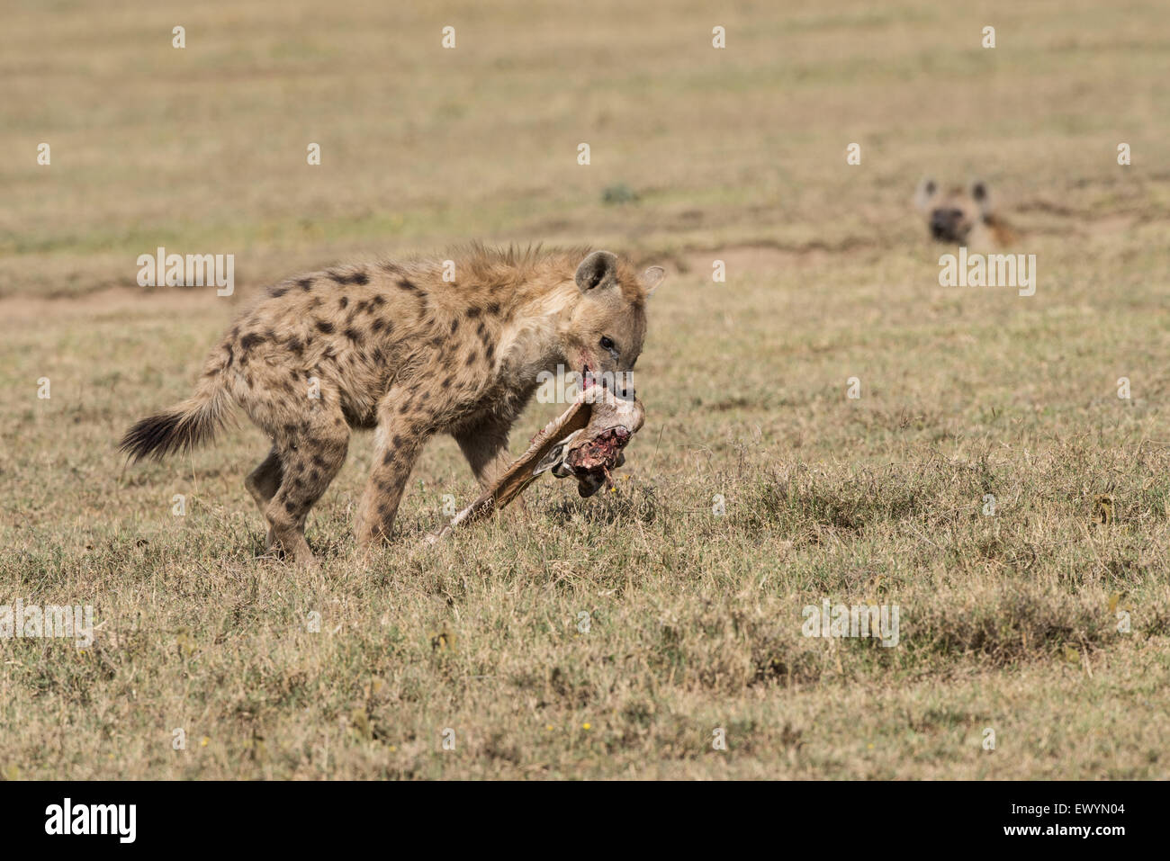 Hyena with kill hi-res stock photography and images - Alamy