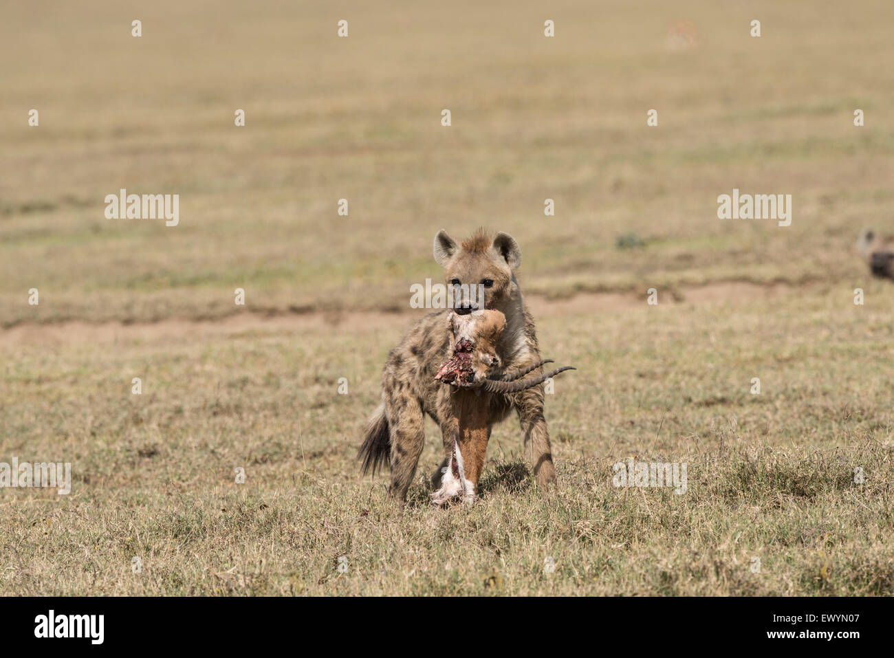 Hyena Kill High Resolution Stock Photography and Images - Alamy