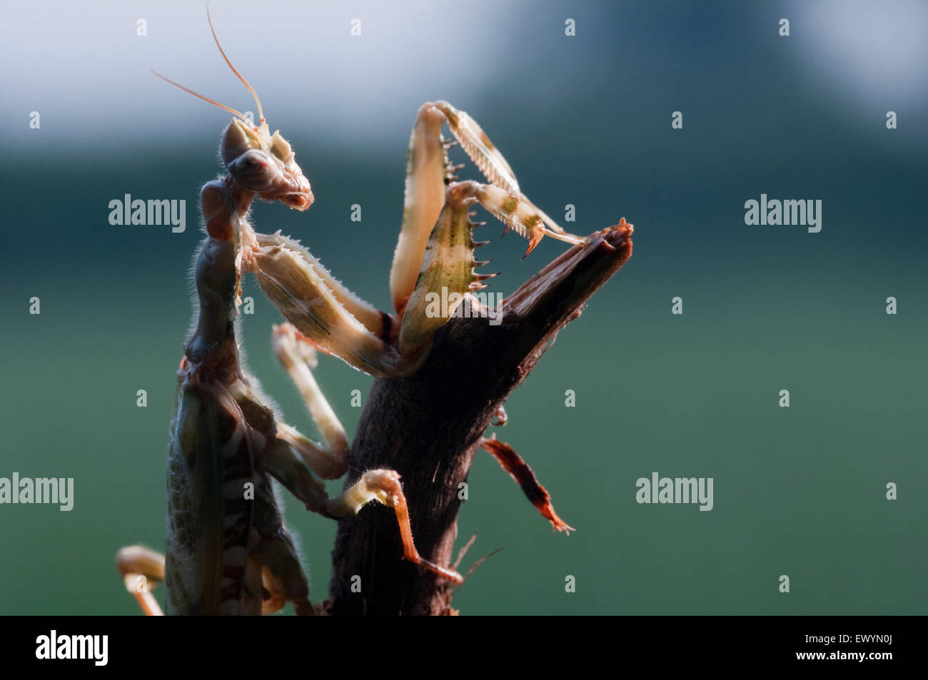 One mantis hi-res stock photography and images - Alamy