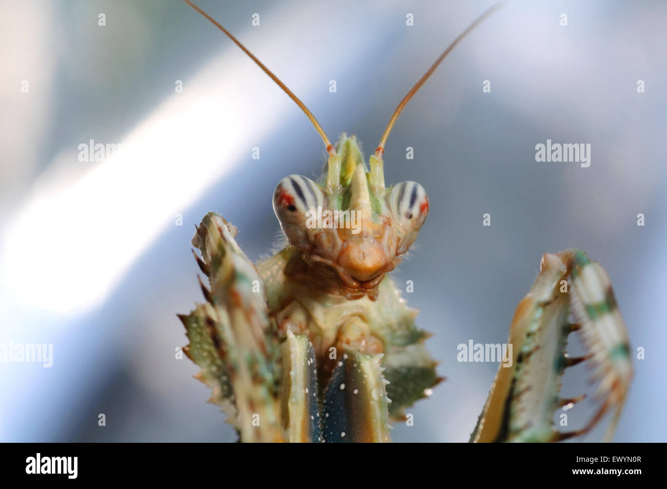 Mantis head hi-res stock photography and images - Alamy