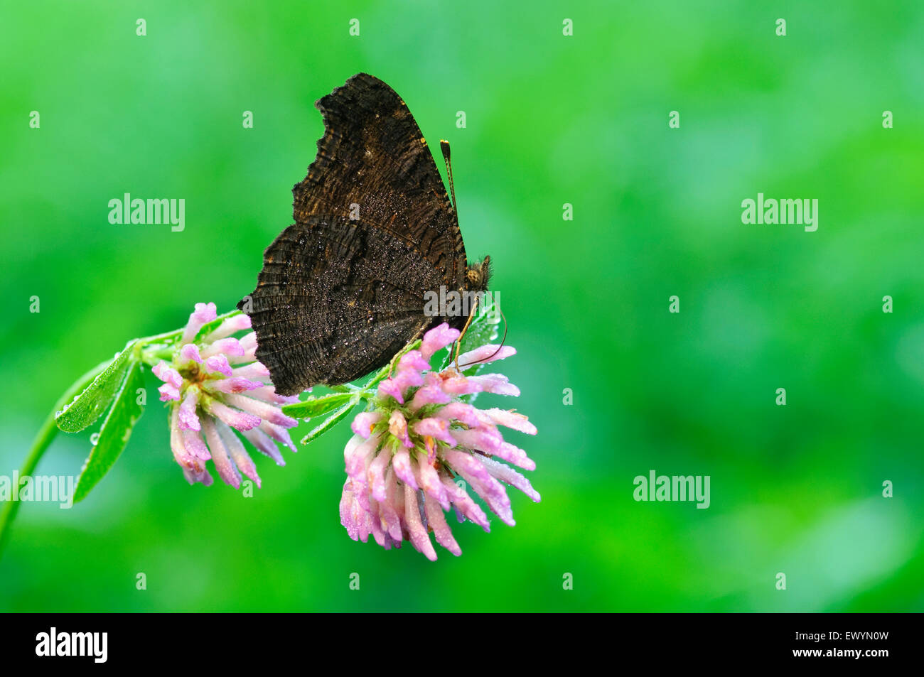 Butterfly italy hi-res stock photography and images - Alamy