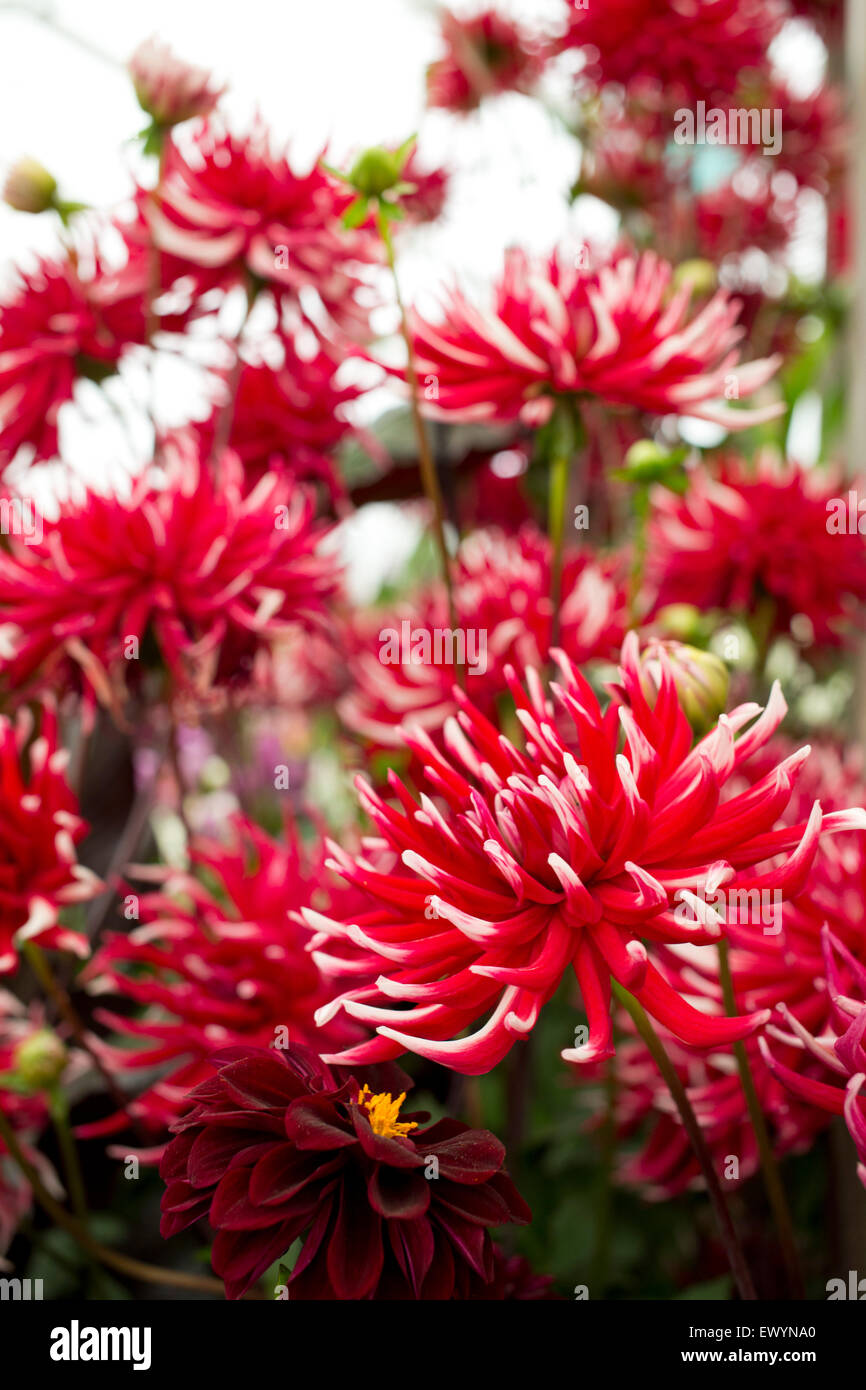 Dahlia flower blooms on display at the RHS Hampton Court Flower Show ...