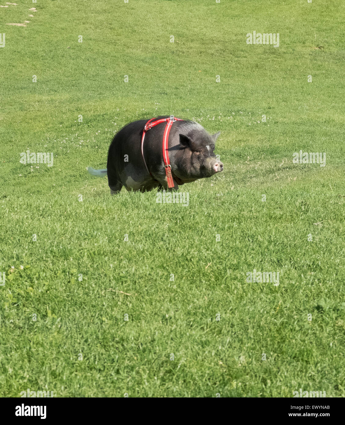 Pig walking hi-res stock photography and images - Alamy