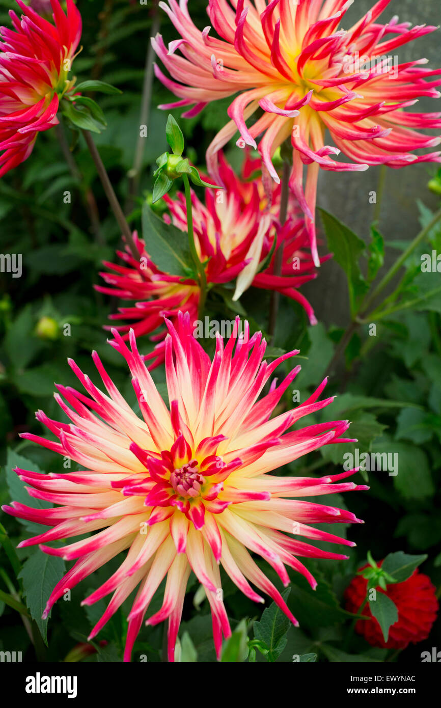 Displaydahlia hi-res stock photography and images - Alamy