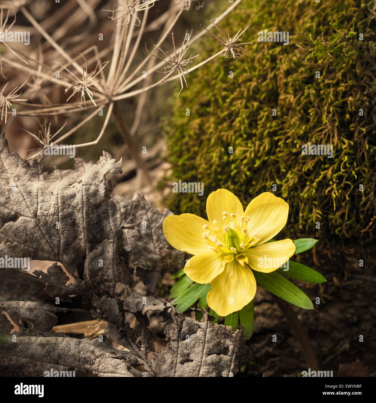 Aconite wolfs bane hi-res stock photography and images - Alamy