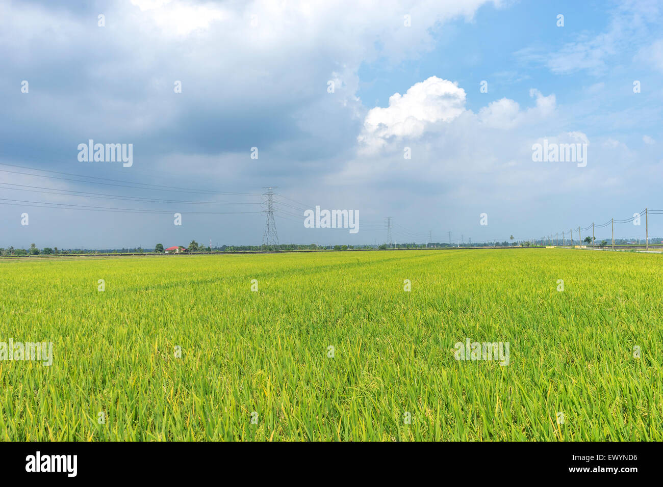Padi Field, Sekinchan, Malaysia Stock Photo - Alamy