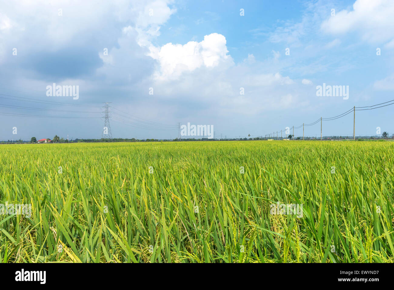 Padi Field, Sekinchan, Malaysia Stock Photo - Alamy