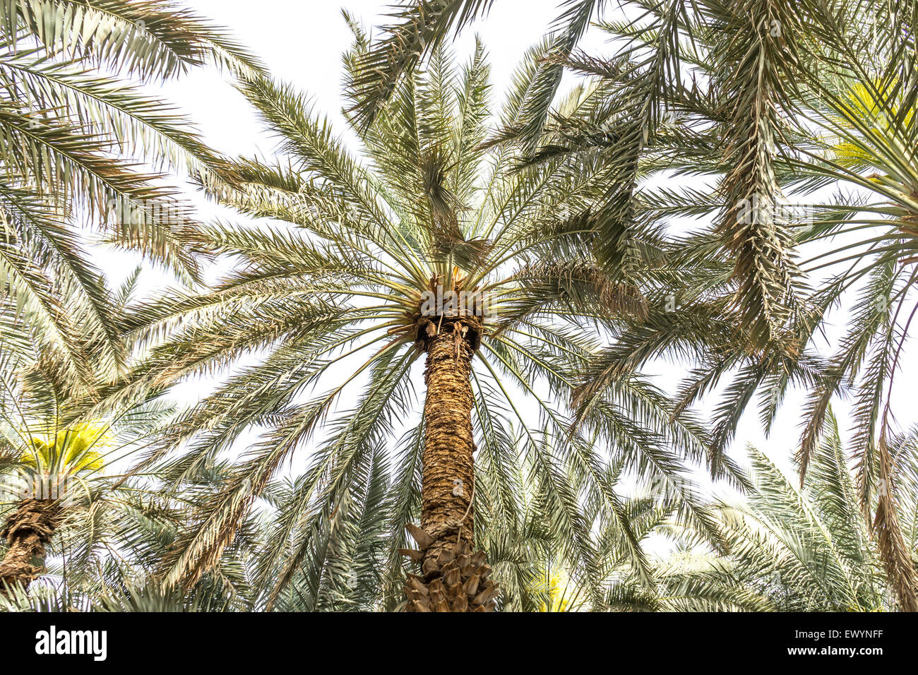 Aqaba branch hi-res stock photography and images - Alamy