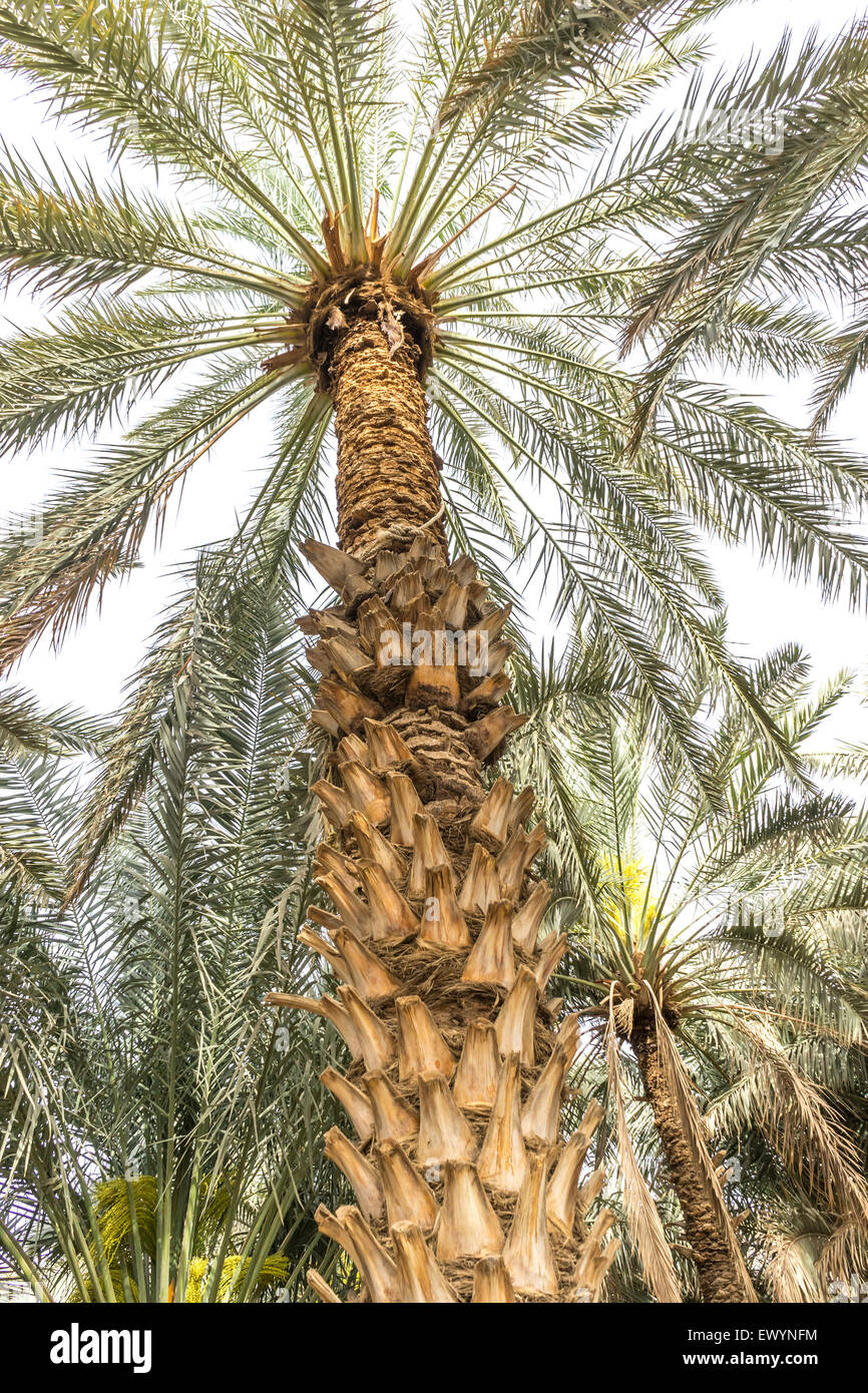 Aqaba branch hi-res stock photography and images - Alamy