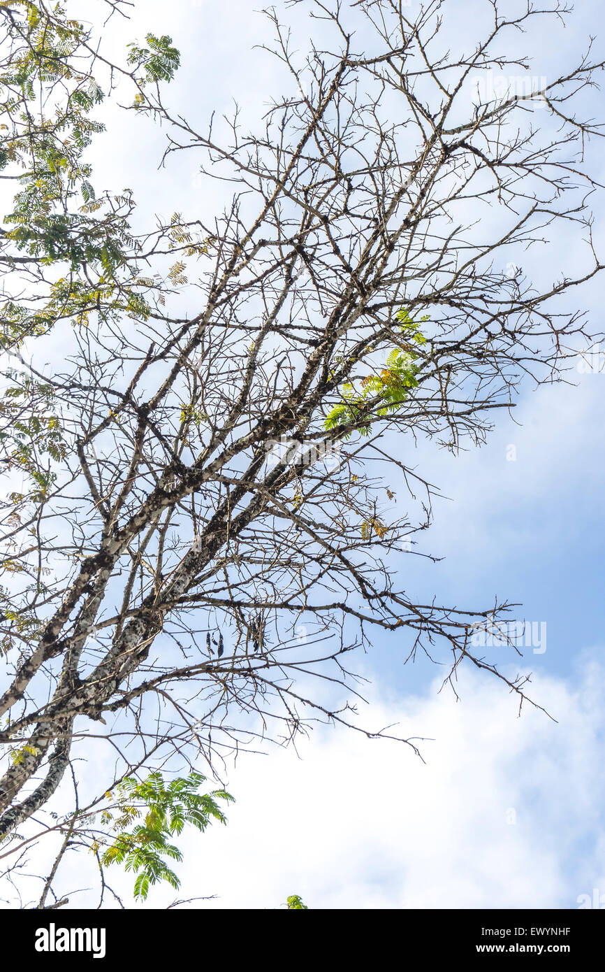Tree branch with blue skies Stock Photo - Alamy