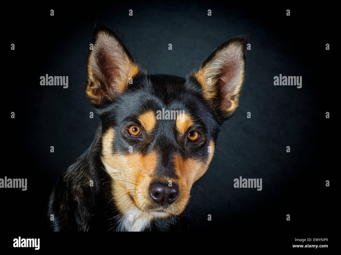 Portrait of Australian Kelpie dog Stock Photo - Alamy