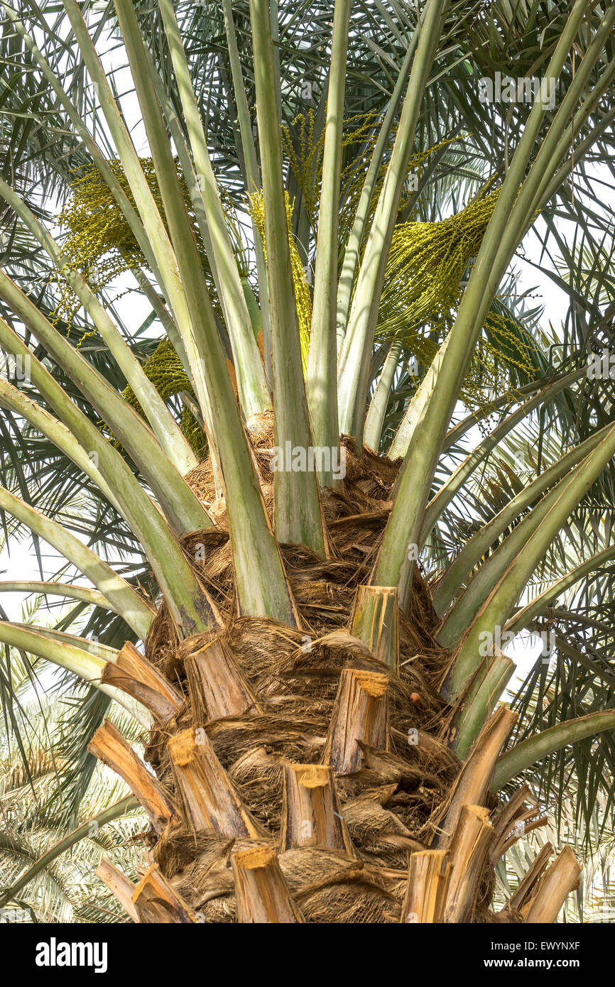 Aqaba branch hi-res stock photography and images - Alamy