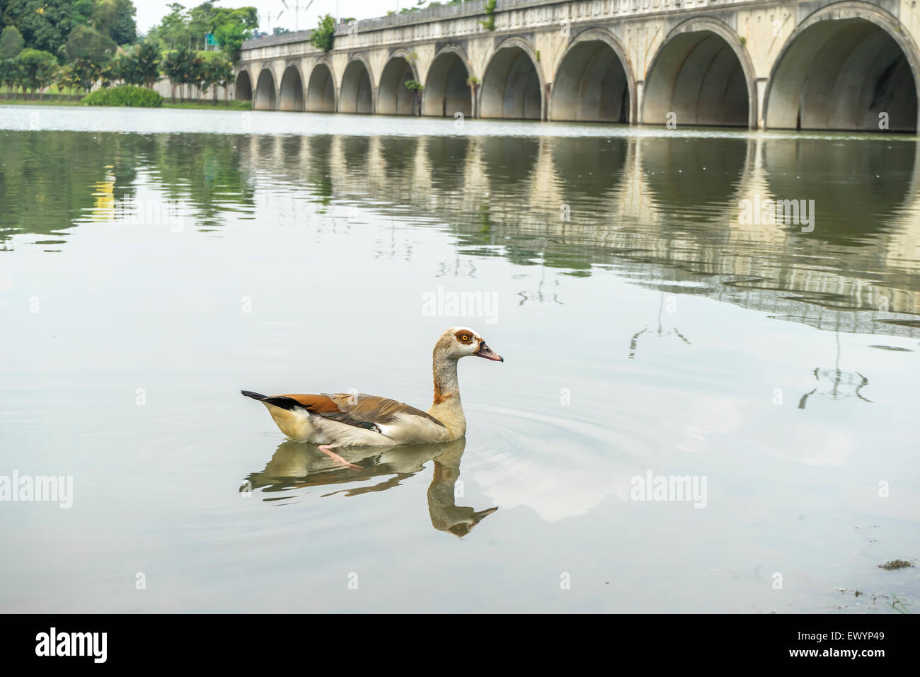 Duck with bridge background Stock Photo - Alamy