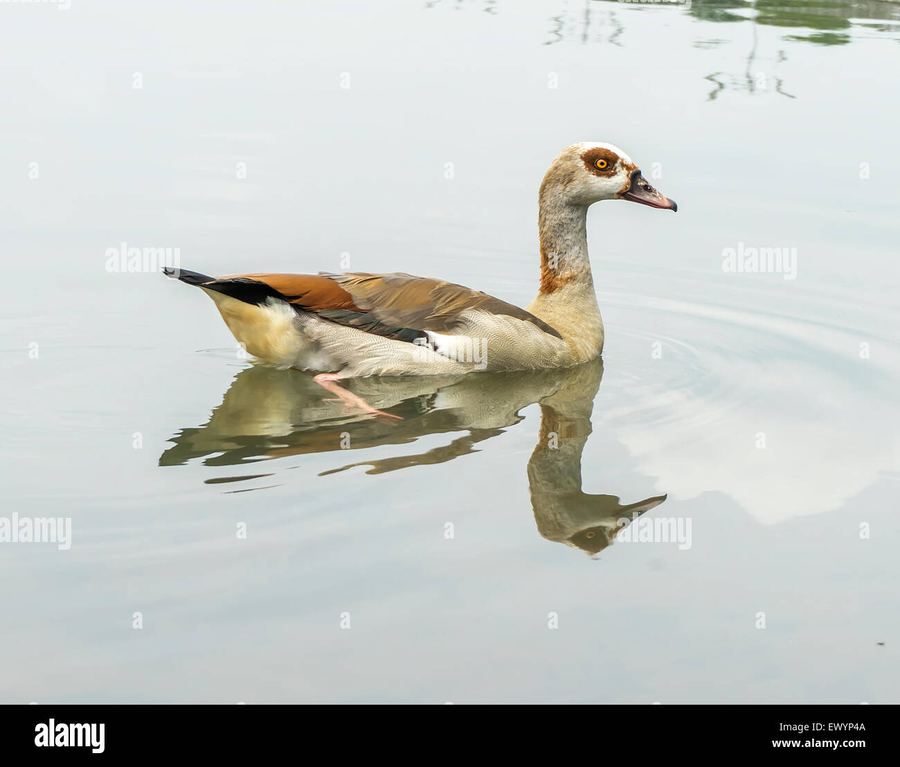 Duck with bridge background Stock Photo - Alamy