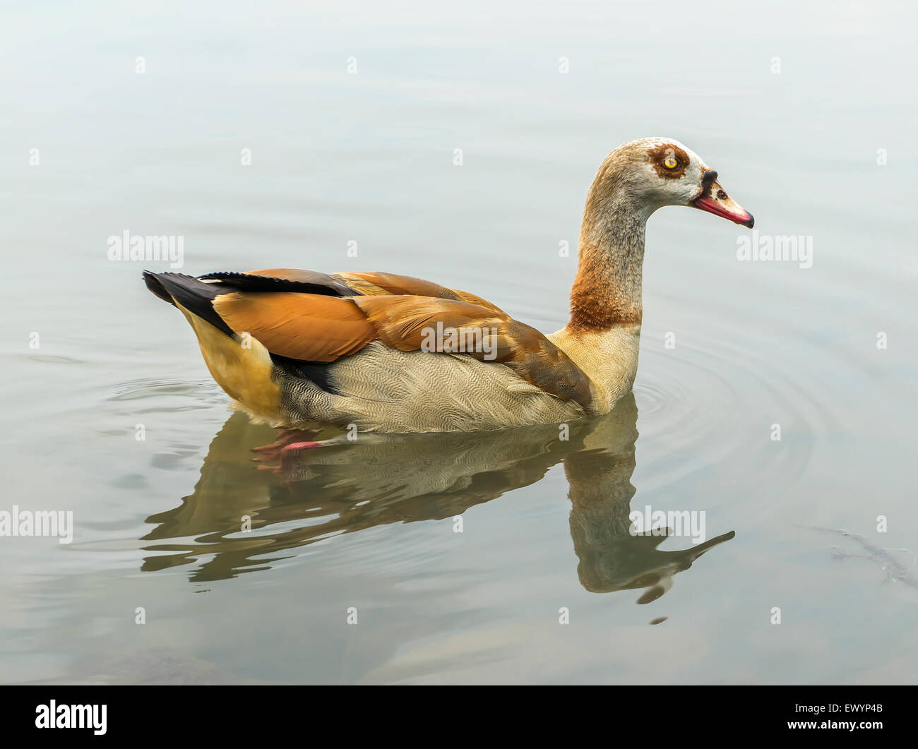 Duck with nature background Stock Photo - Alamy