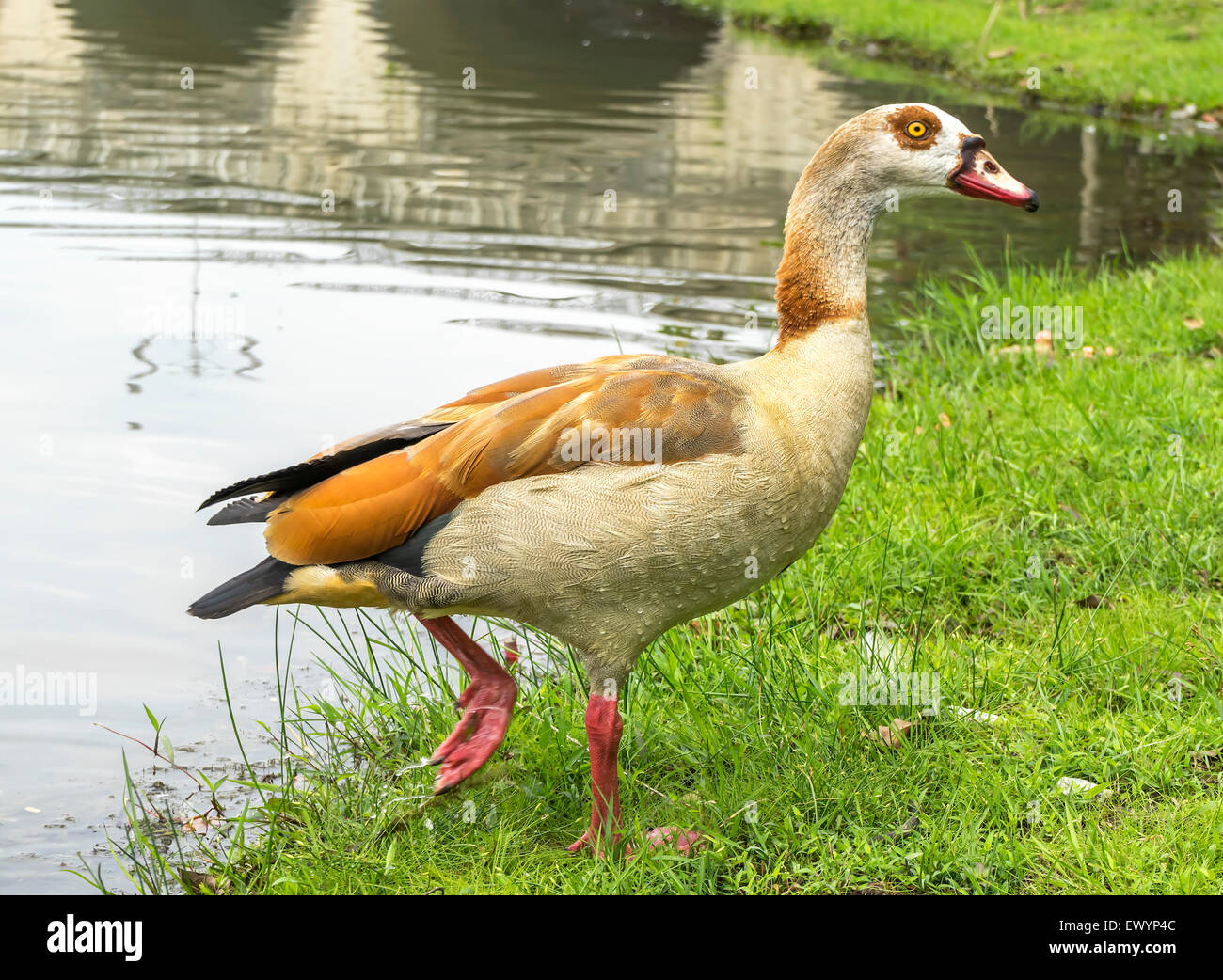 Duck with nature background Stock Photo - Alamy