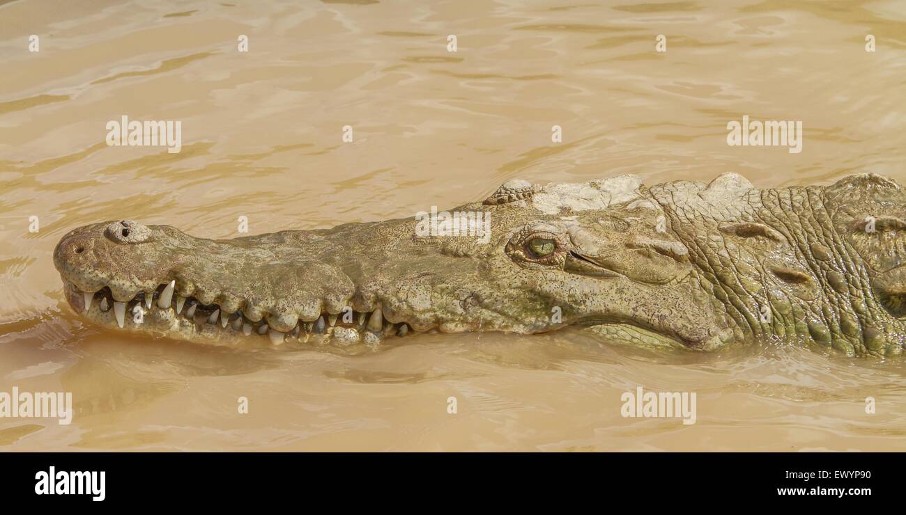 Detail of crocodiles head. Horizontal image with close up of crocodiles ...