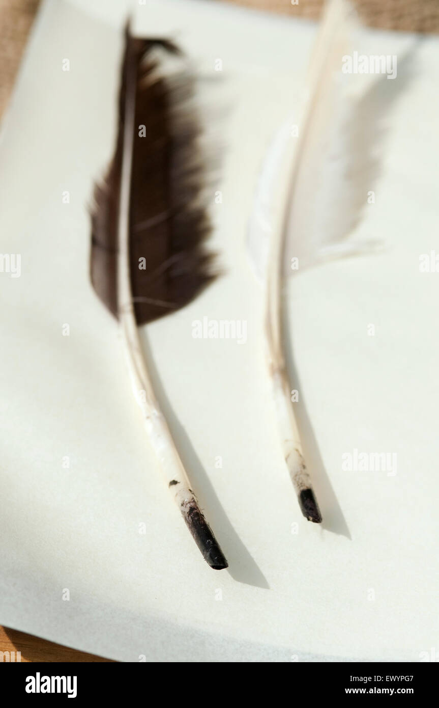 Quill High Resolution Stock Photography and Images - Alamy