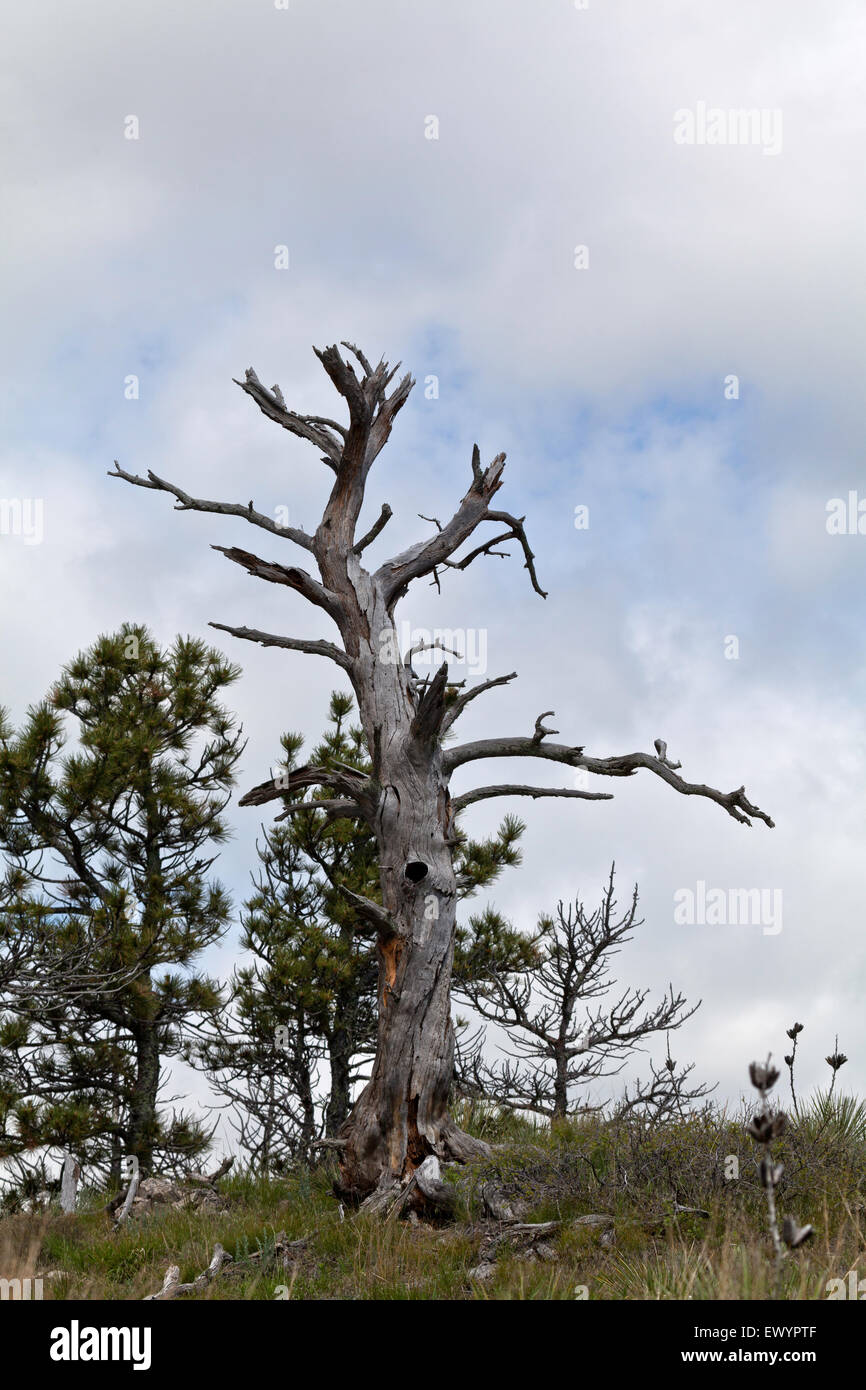 Skeleton of a pine tree Stock Photo - Alamy