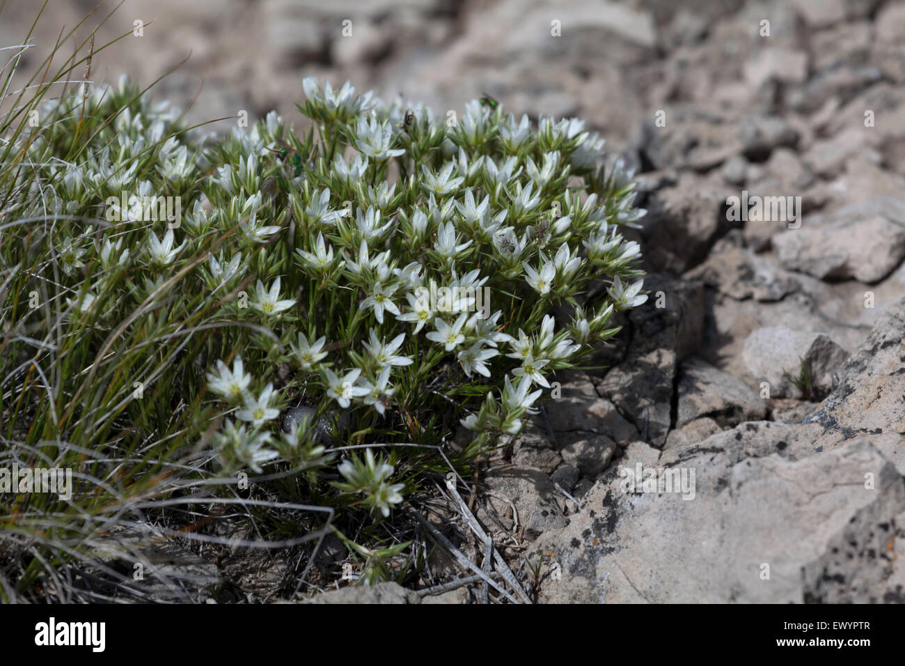 Small flowering hi-res stock photography and images - Alamy