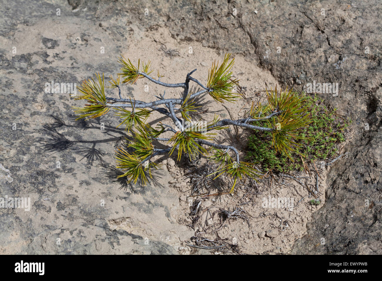 Small pine tree nestled in a sandy spot between rocks Stock Photo - Alamy