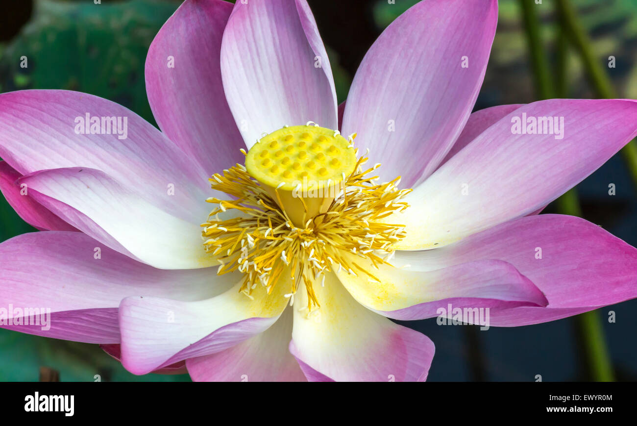 water lily close up Stock Photo - Alamy