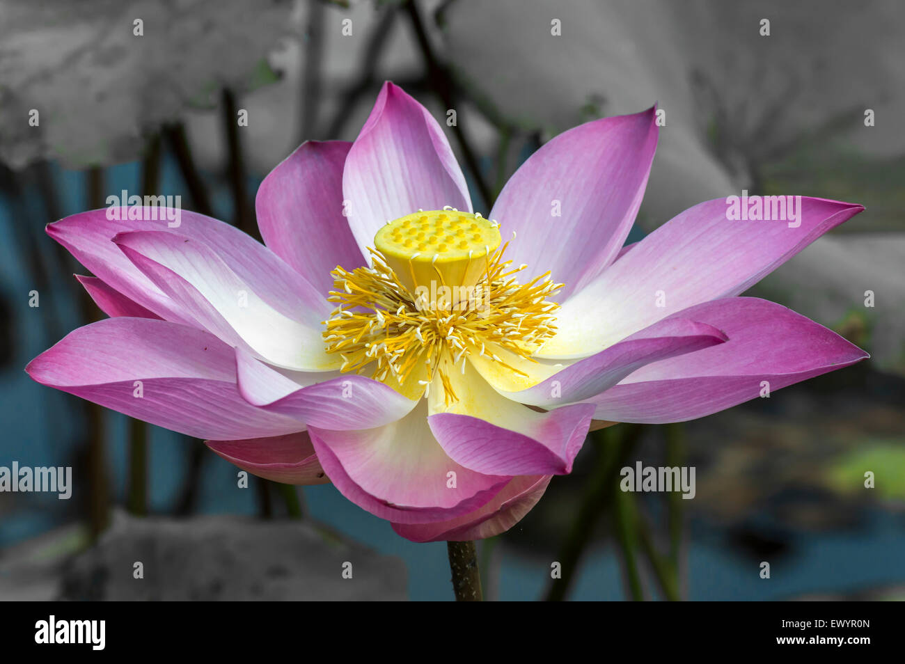 Pink lotus close up Stock Photo - Alamy