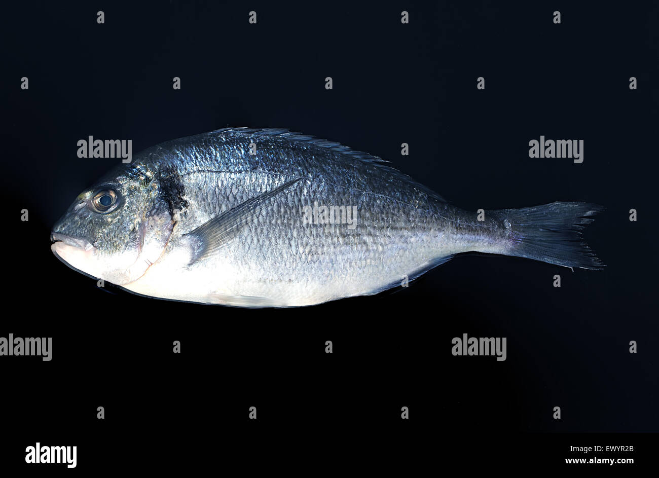 Fresh fish dorado on a black background Stock Photo - Alamy