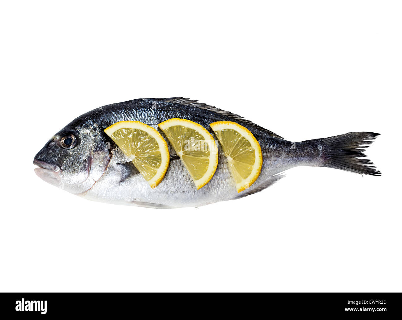 Dorado Fish Wallpaper