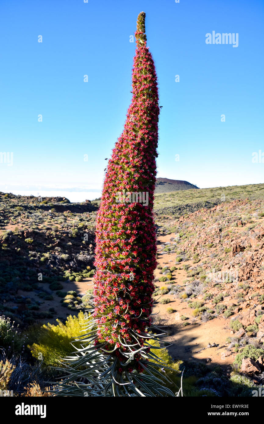 Tajinaste Flower of Tenerife Island Stock Photo - Alamy