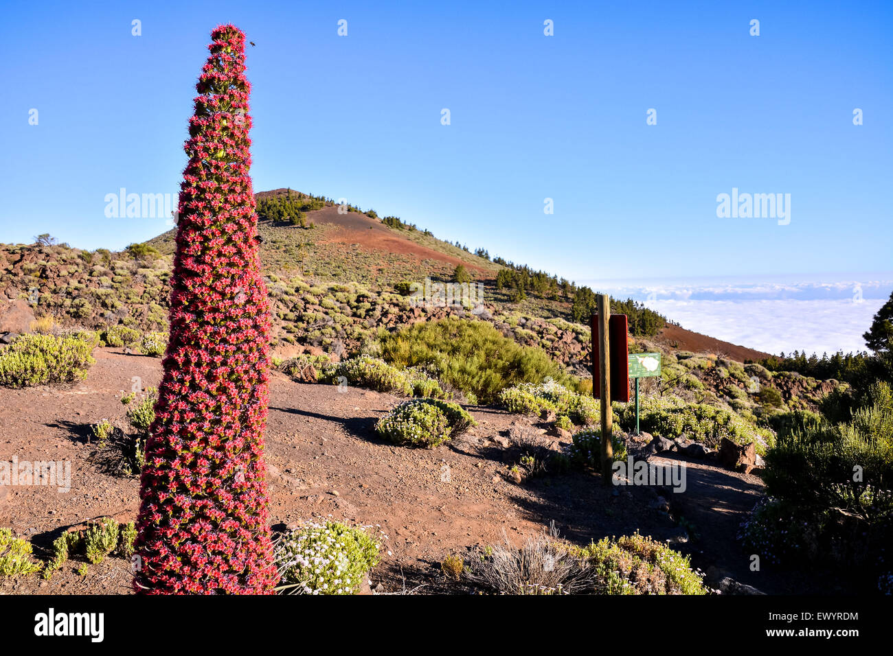 Tajinaste Flower of Tenerife Island Stock Photo - Alamy