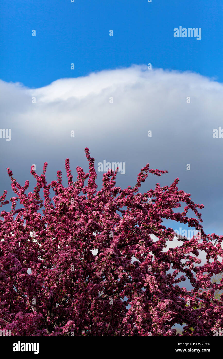 Maroon flowering tree and fluffy cloud Stock Photo - Alamy