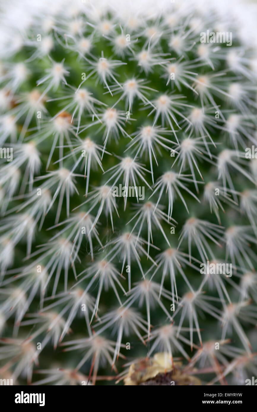 Spines spiny hi-res stock photography and images - Alamy