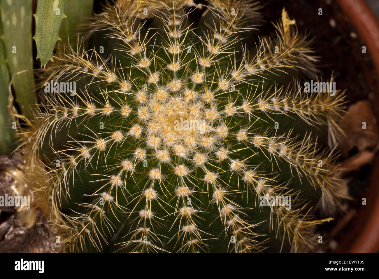 Round cactus hi-res stock photography and images - Alamy
