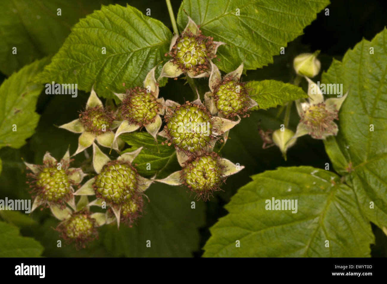 Black raspberries hi-res stock photography and images - Alamy