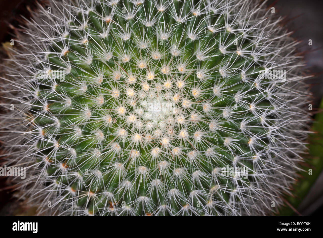 Fractal cactus hi-res stock photography and images - Alamy
