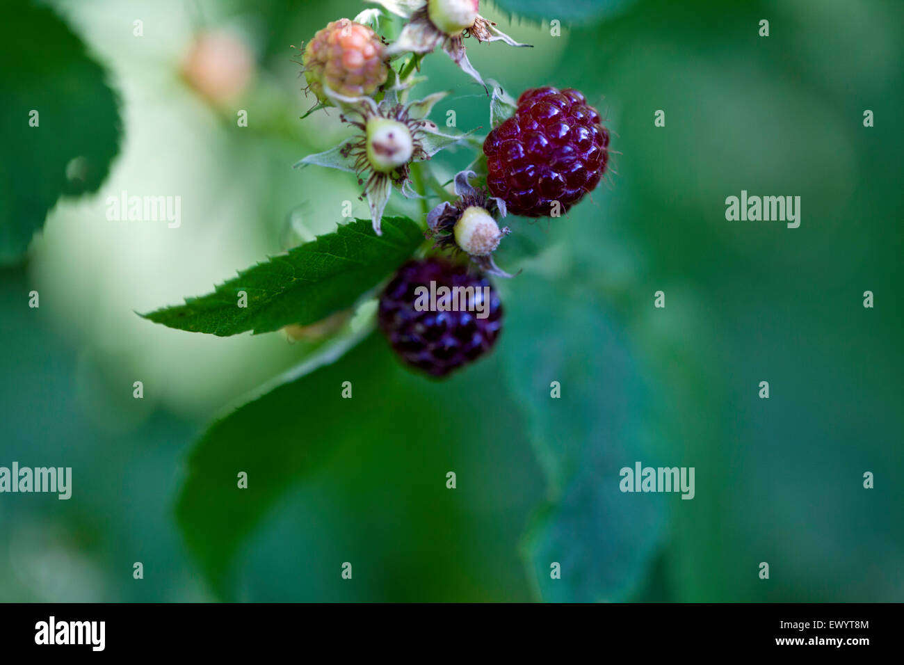 Black raspberries rubus occidentalis hi-res stock photography and ...