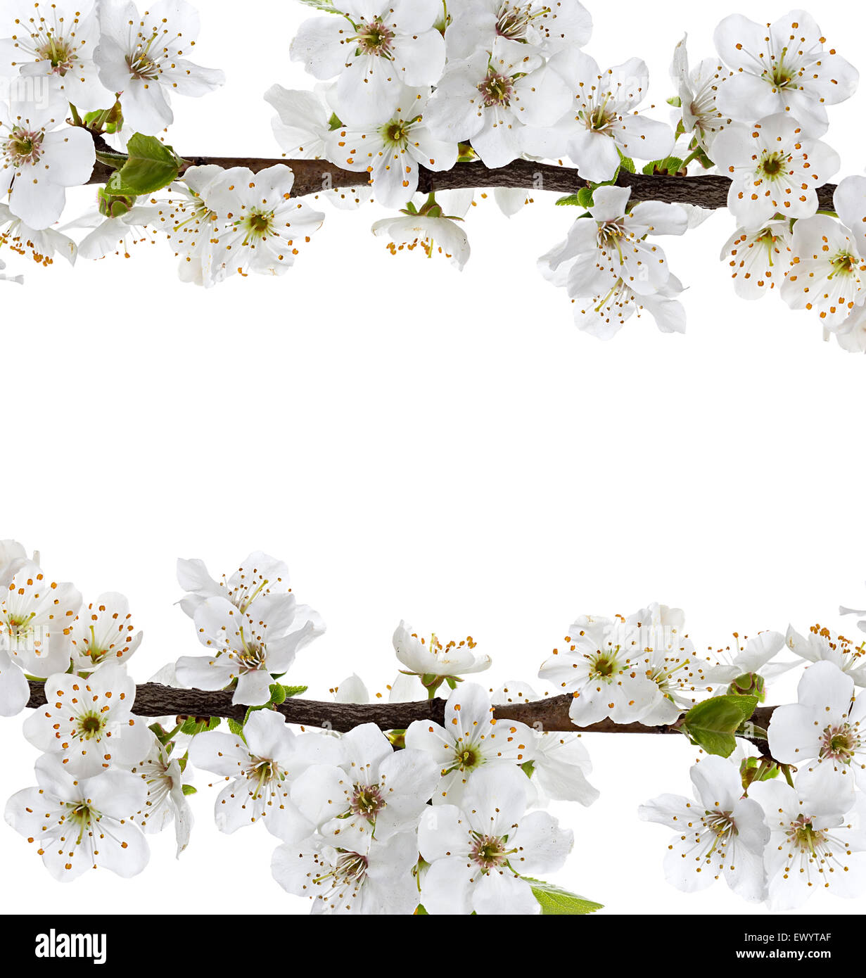 Beautiful apple tree blossom white hi-res stock photography and images ...