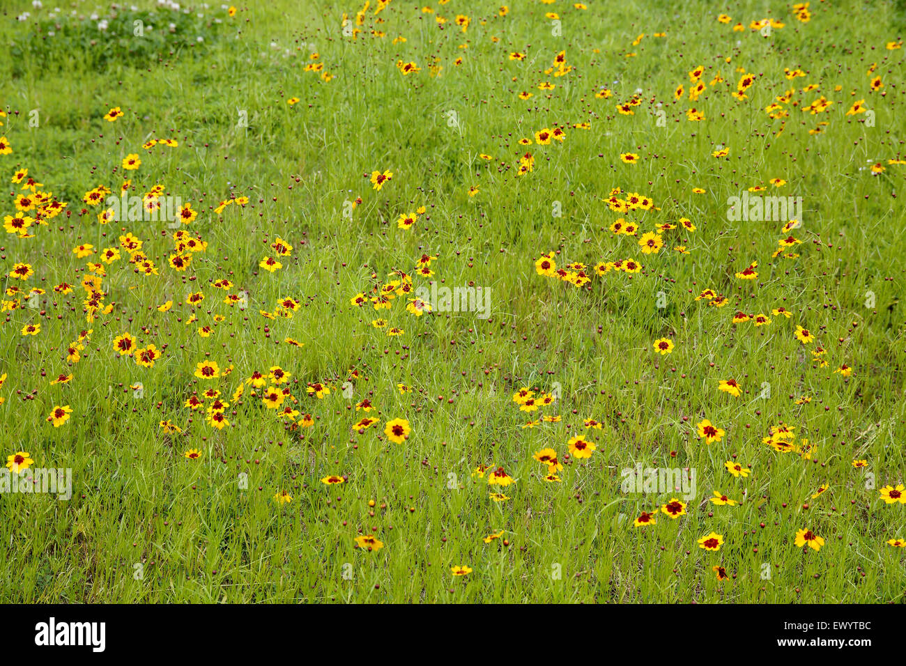 Field of colorful cosmos flowers Stock Photo - Alamy