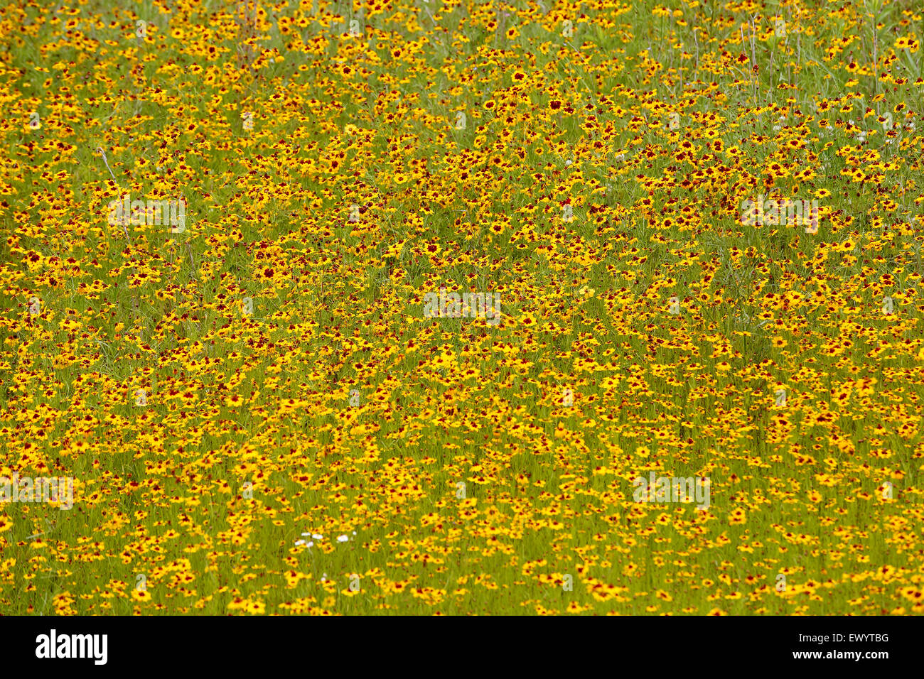 Field of colorful cosmos flowers Stock Photo - Alamy
