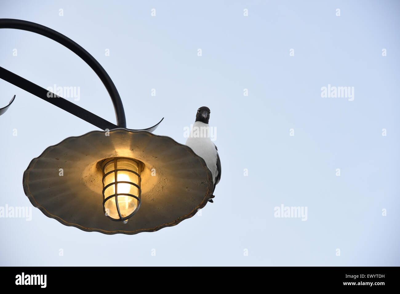 Seagull on light fixture Stock Photo - Alamy