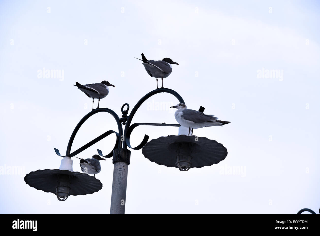 Texas blue birds hi-res stock photography and images - Alamy