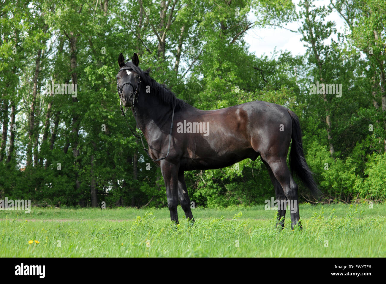 Trakehner horse hi-res stock photography and images - Alamy
