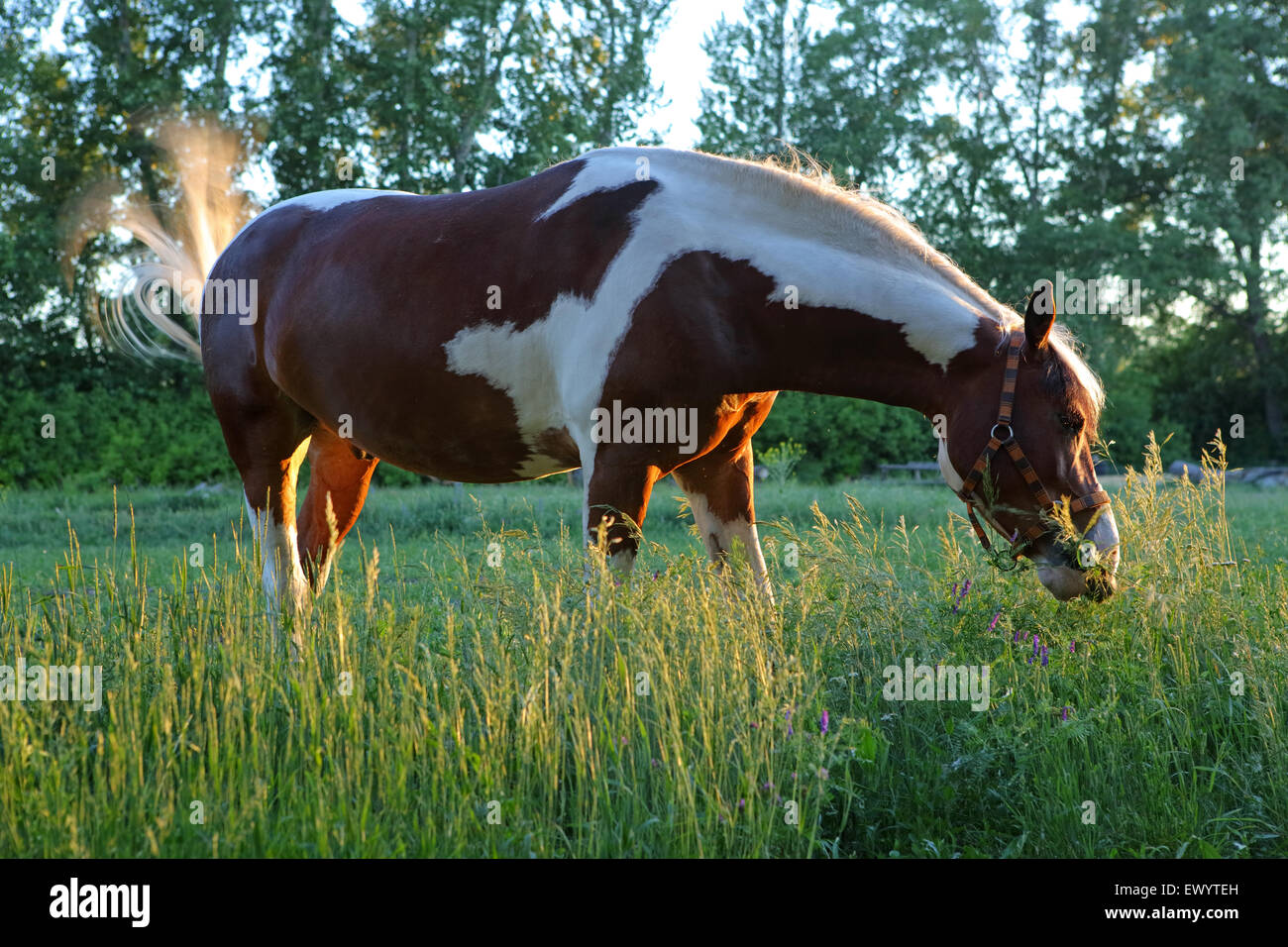Beautiful paint draft horse in summer evening Stock Photo - Alamy