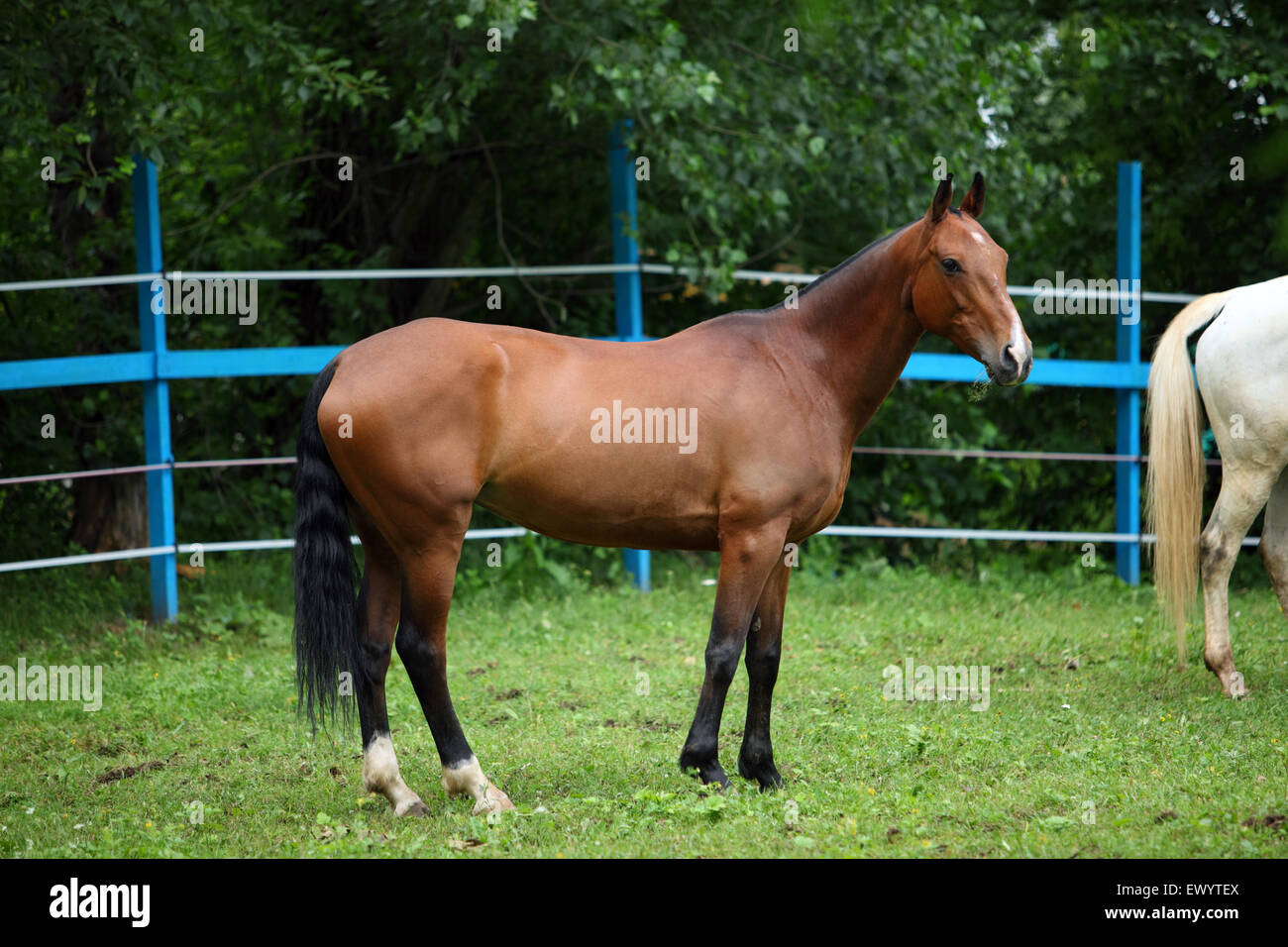 Polo pony hi-res stock photography and images - Alamy