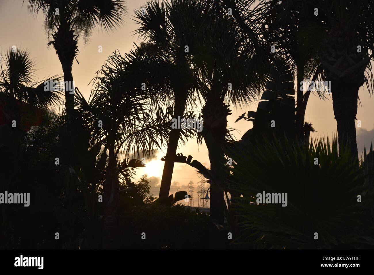 Sunset behind palm trees Stock Photo - Alamy