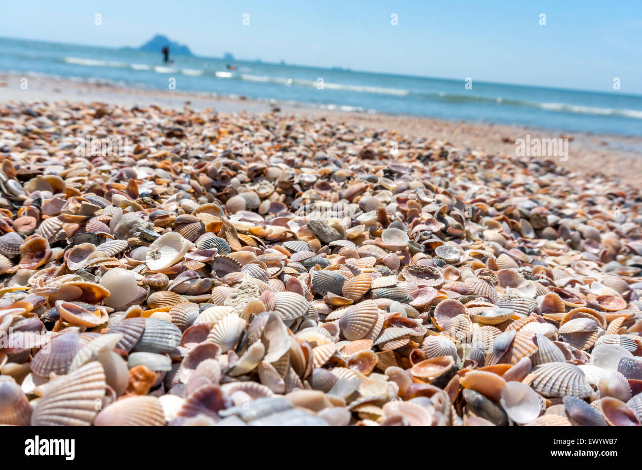 Shells at seashore Stock Photo - Alamy