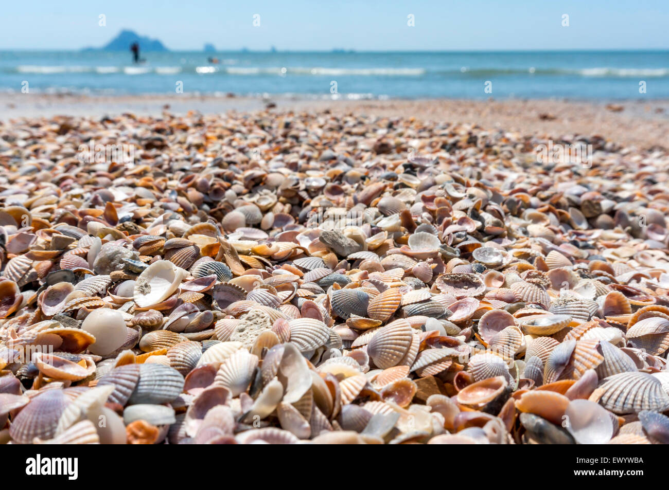Shells at seashore Stock Photo - Alamy